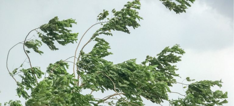 How to protect plants from strong winds? - Fuji Weather Widget